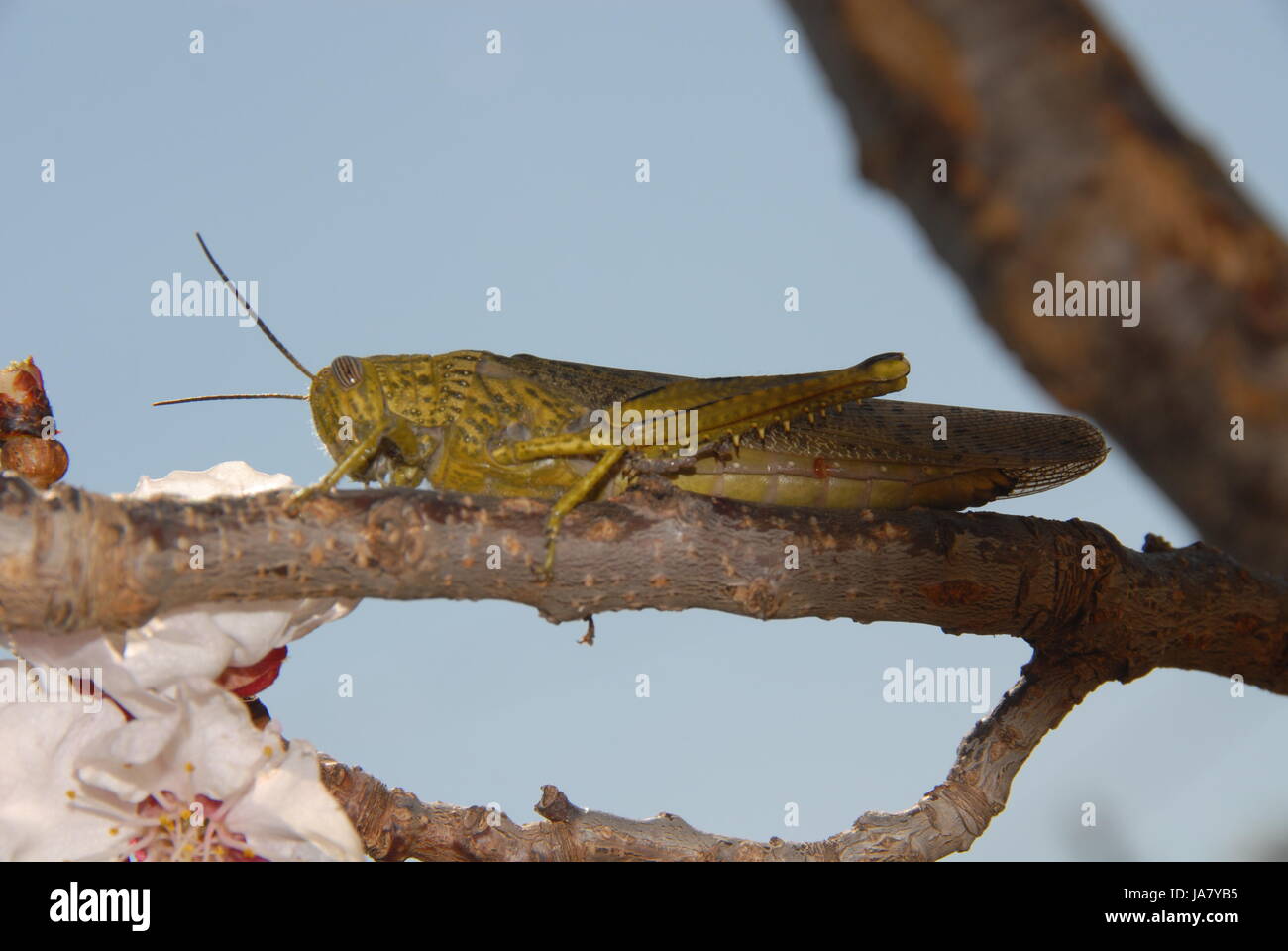 grasshopper, locusts, grasshoppers, blue, tree, spain, branch ...