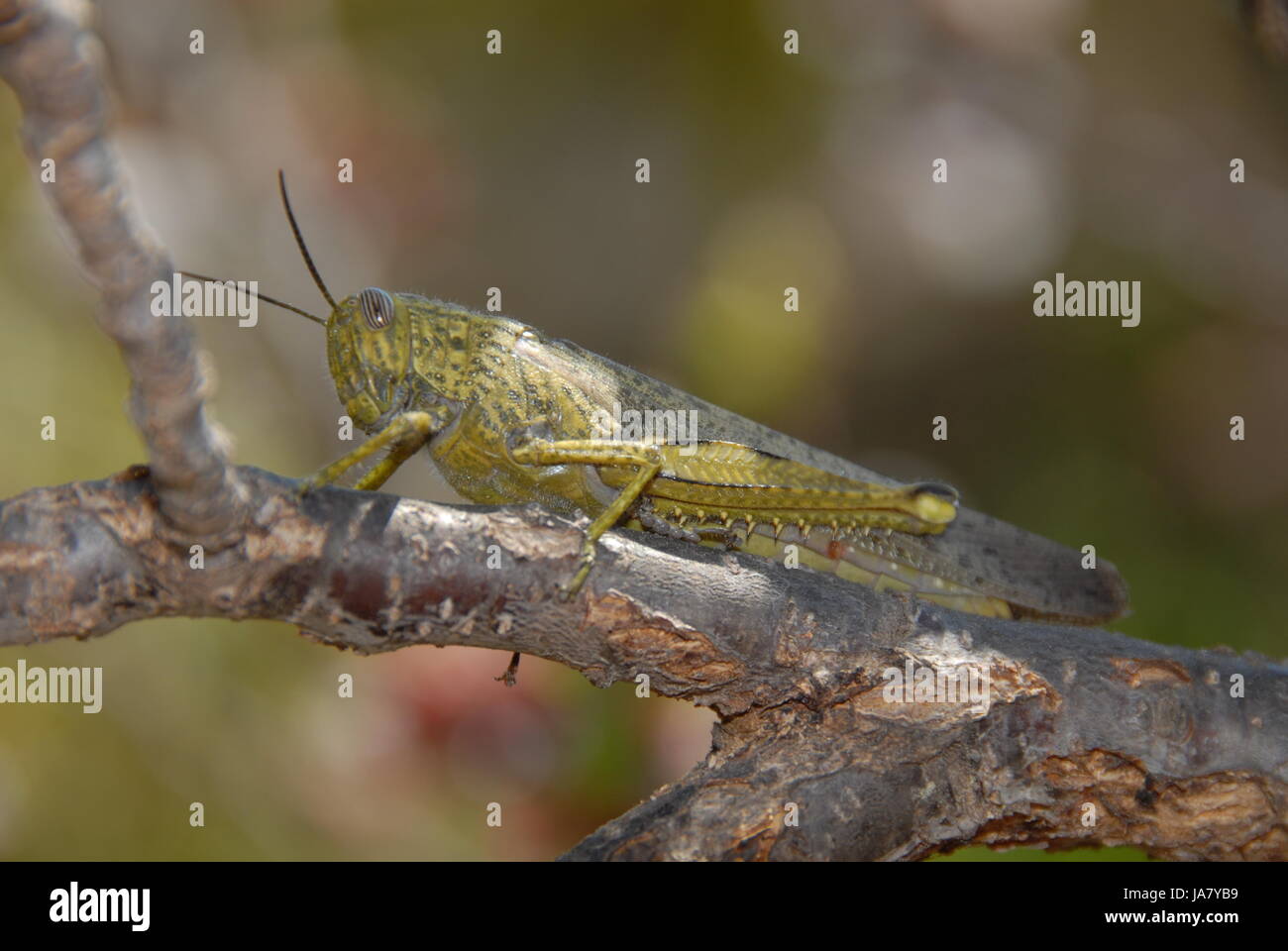 grasshopper, locusts, grasshoppers, blue, tree, spain, branch ...