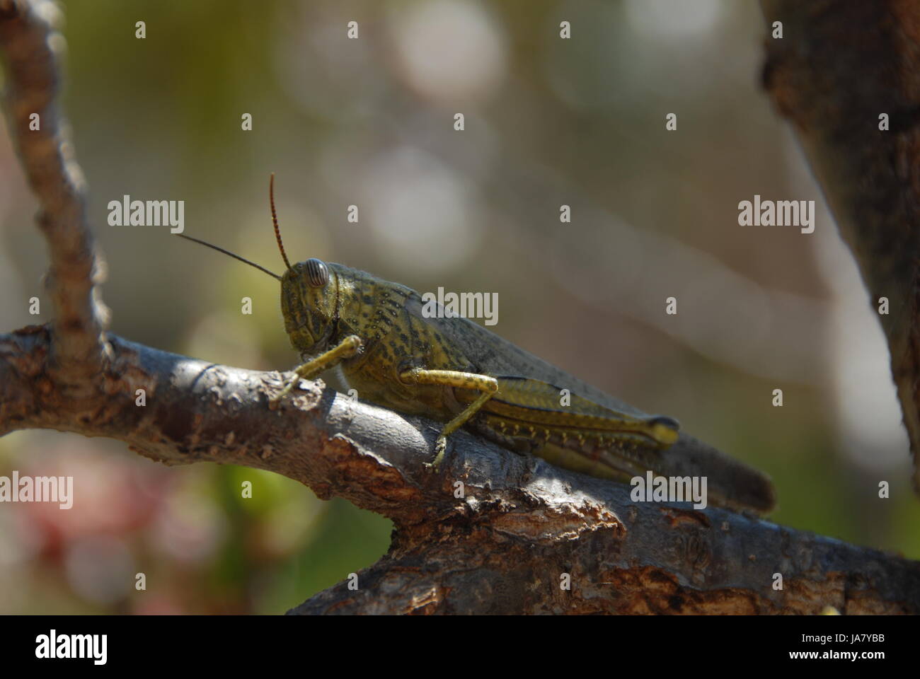 grasshopper, locusts, grasshoppers, blue, tree, spain, branch ...