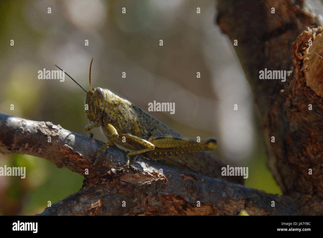grasshopper, locusts, grasshoppers, blue, tree, spain, branch ...