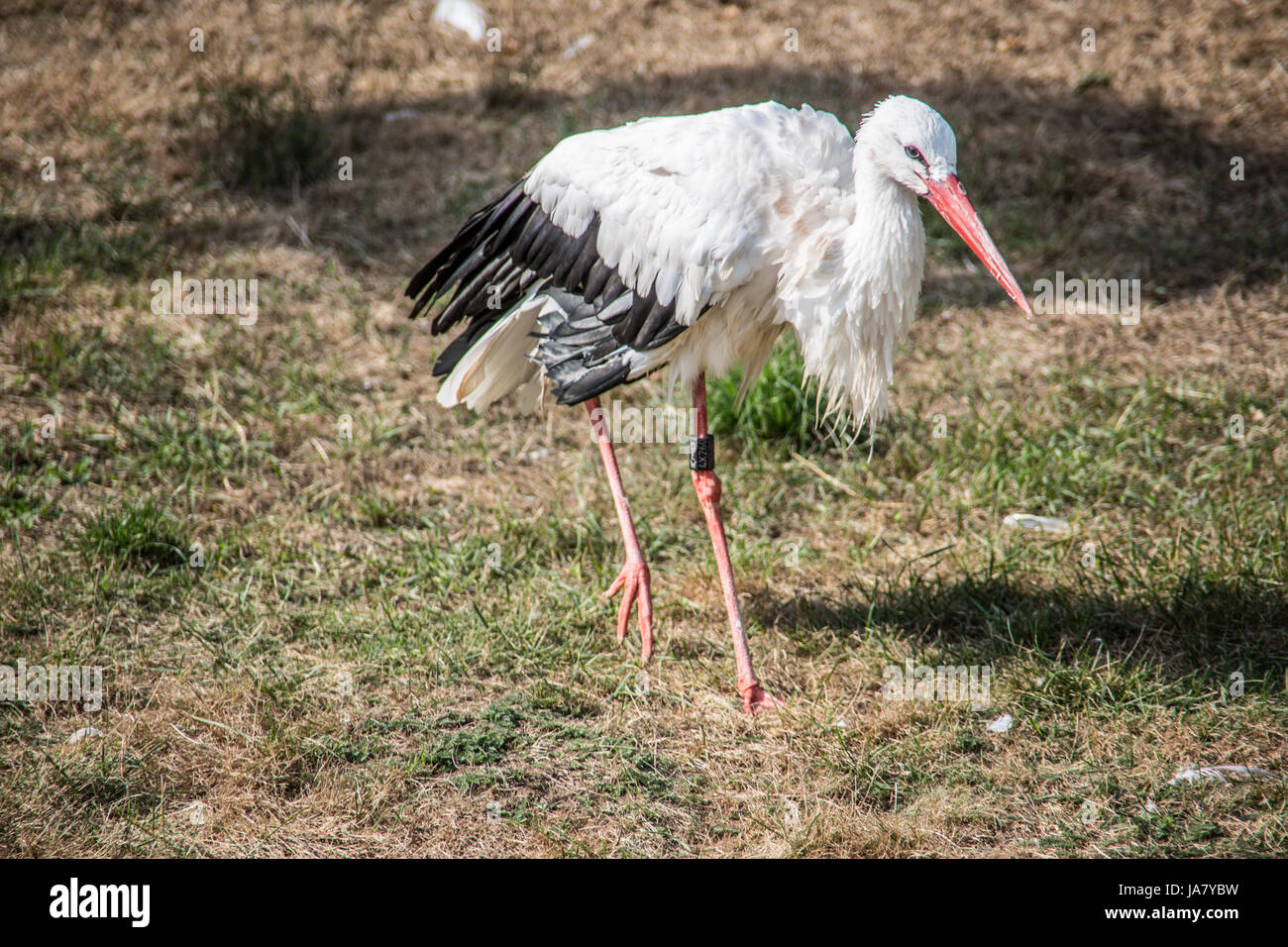 bird, birds, feathers, beak, storks, migrant, birds of passage, beaks Stock Photo - Alamy