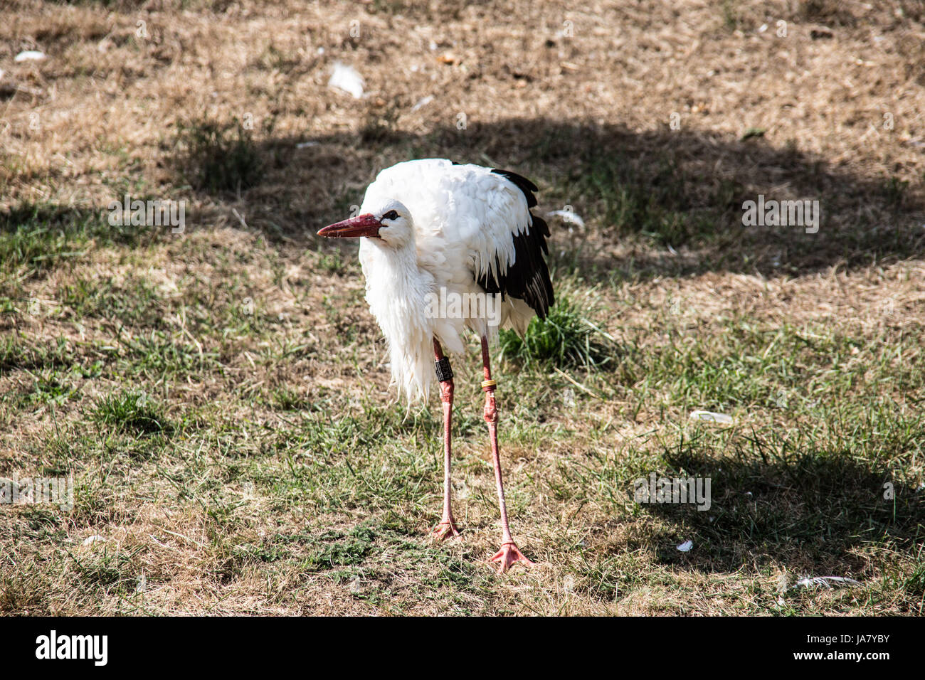 bird, birds, feathers, beak, storks, migrant, birds of passage, beaks Stock Photo - Alamy