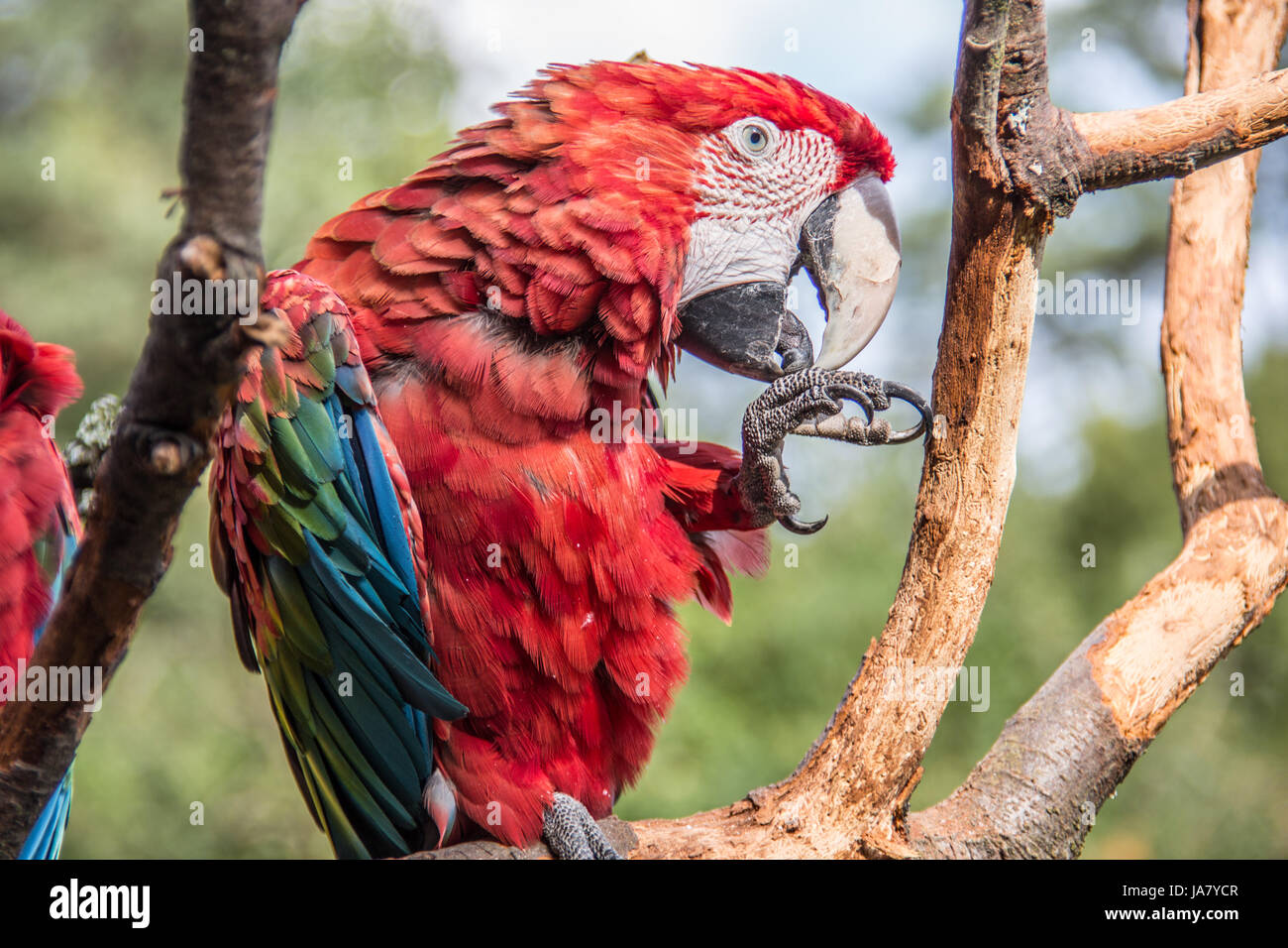 bird, birds, feathers, beak, south america, beaks, vertebrates, parrot ...