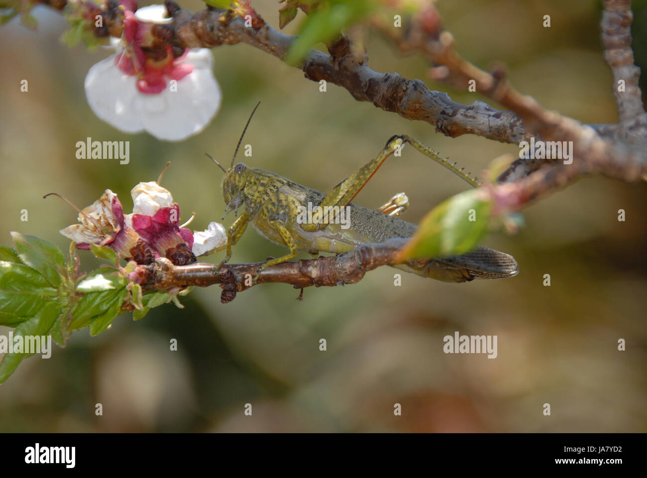 grasshopper, locusts, grasshoppers, blue, tree, spain, branch ...