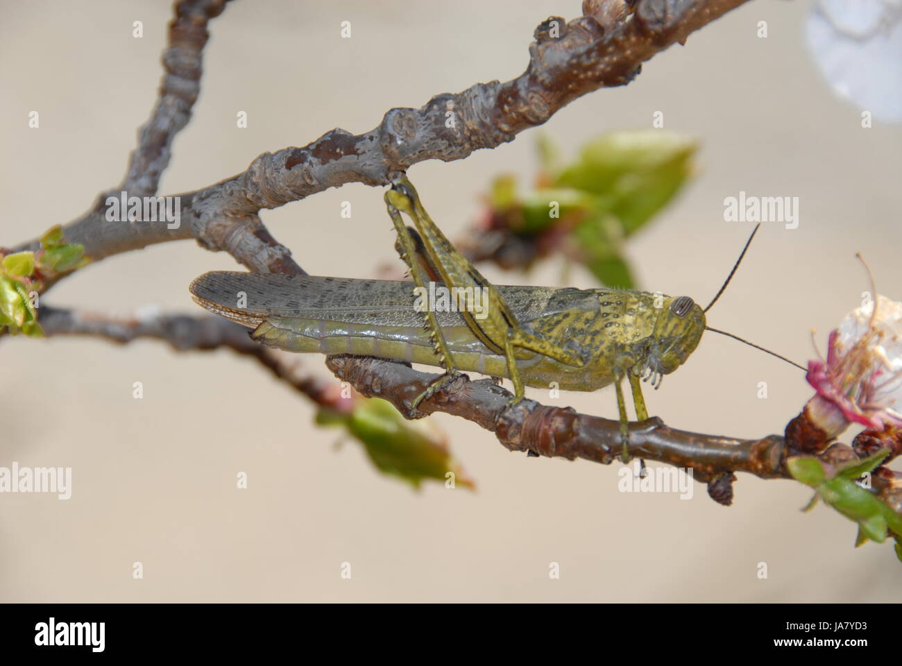 grasshopper, locusts, grasshoppers, blue, tree, spain, branch ...