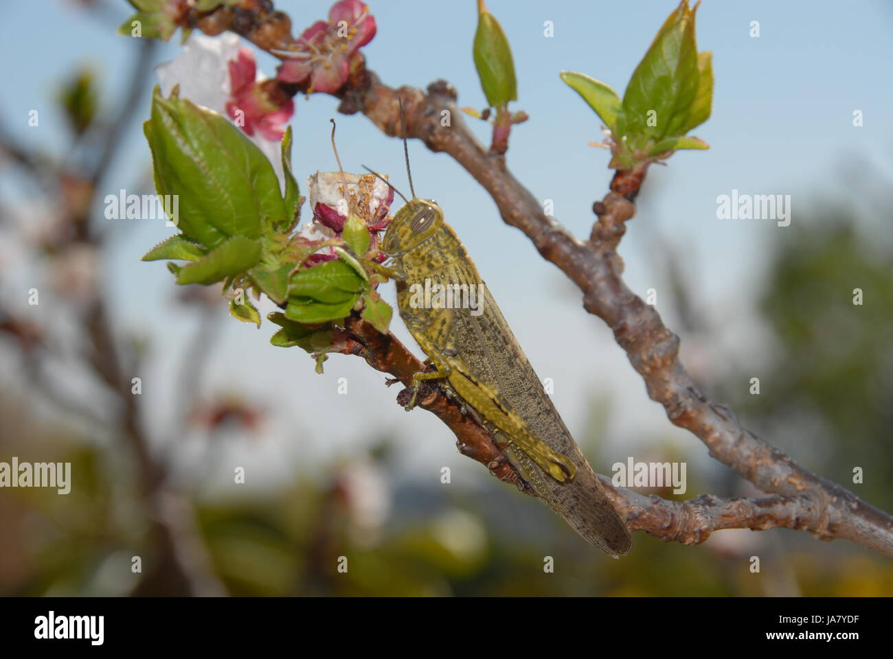 grasshopper, locusts, grasshoppers, blue, tree, spain, branch ...