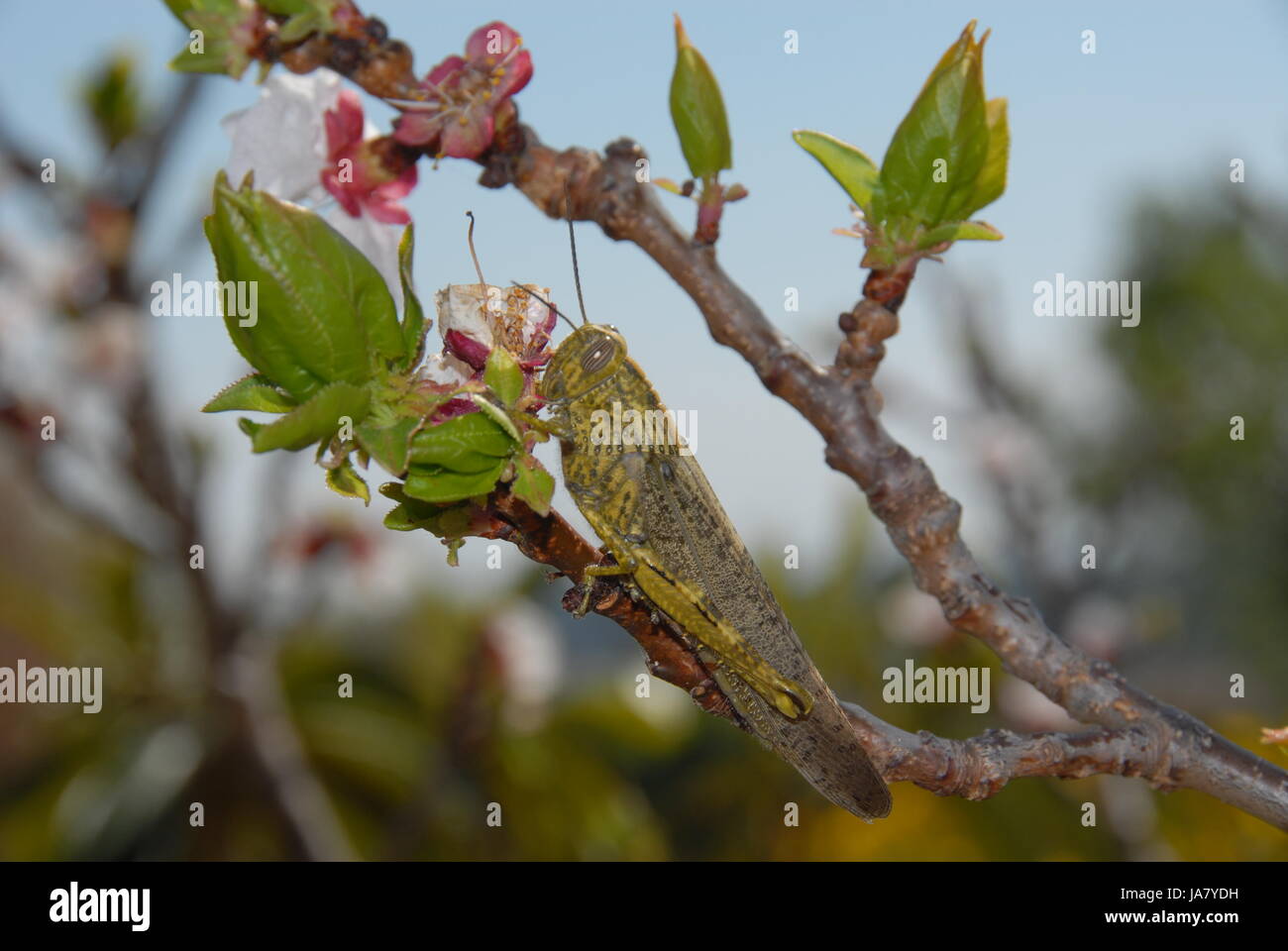 grasshopper, locusts, grasshoppers, blue, tree, spain, branch ...