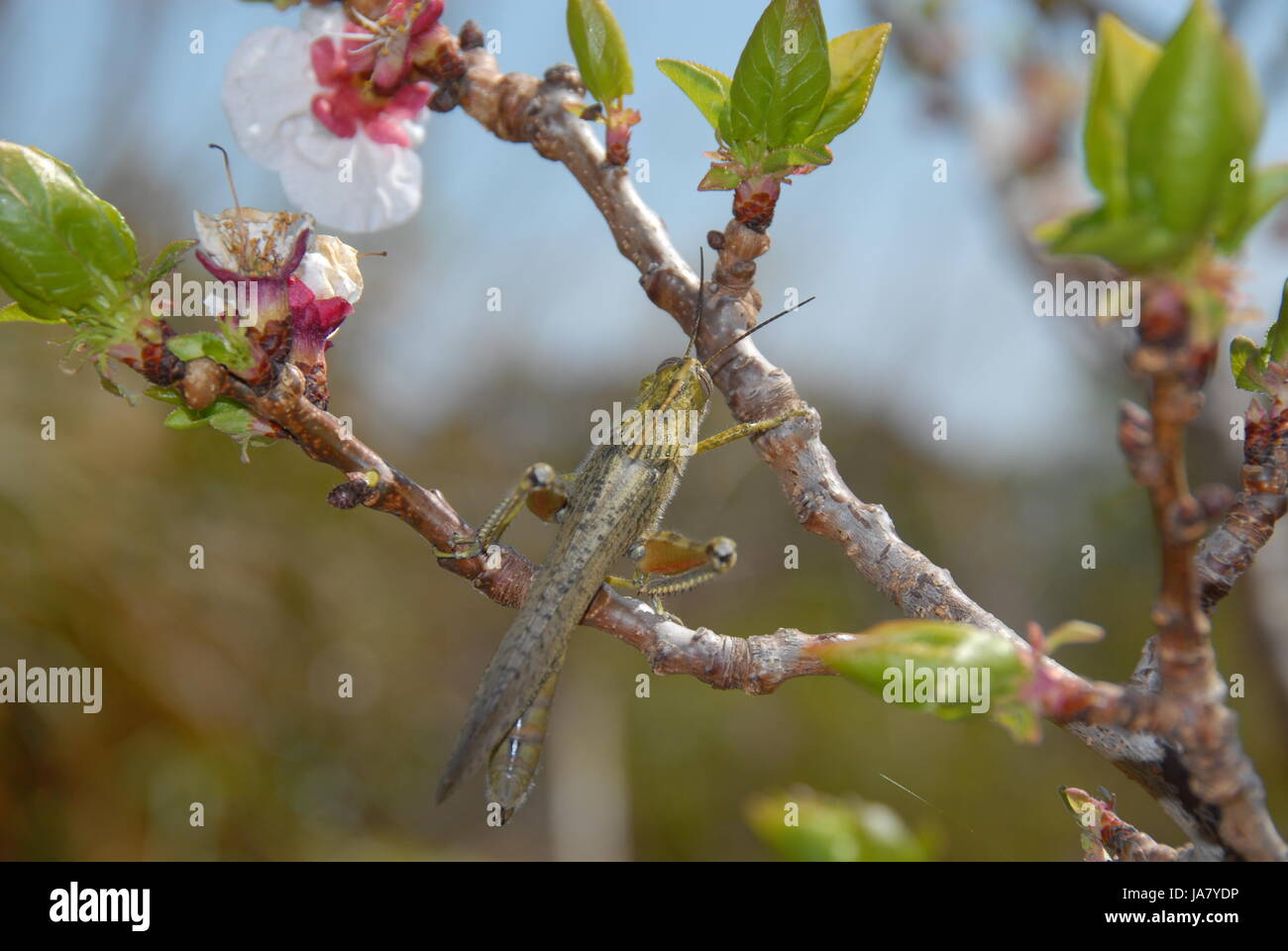 grasshopper, locusts, grasshoppers, blue, tree, spain, branch ...