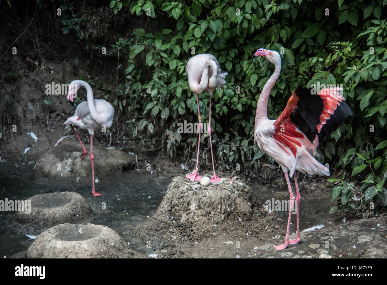 bird, birds, poultry, vertebrates, bird, birds, vertebrates ...