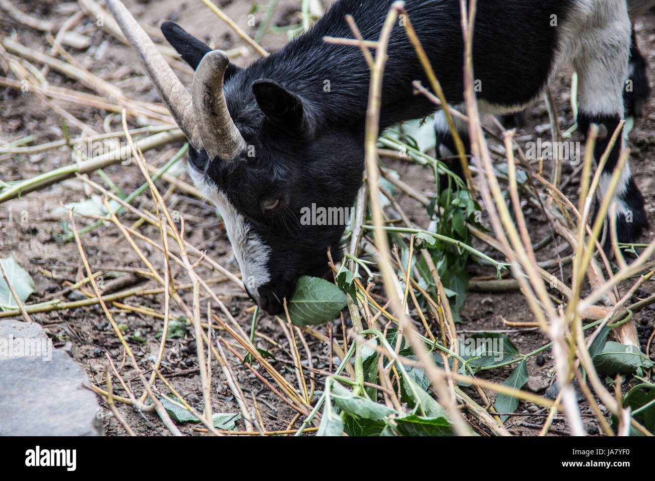 goat, pets, mammals, hoofed animals, vertebrate, herbivore, bovidae ...