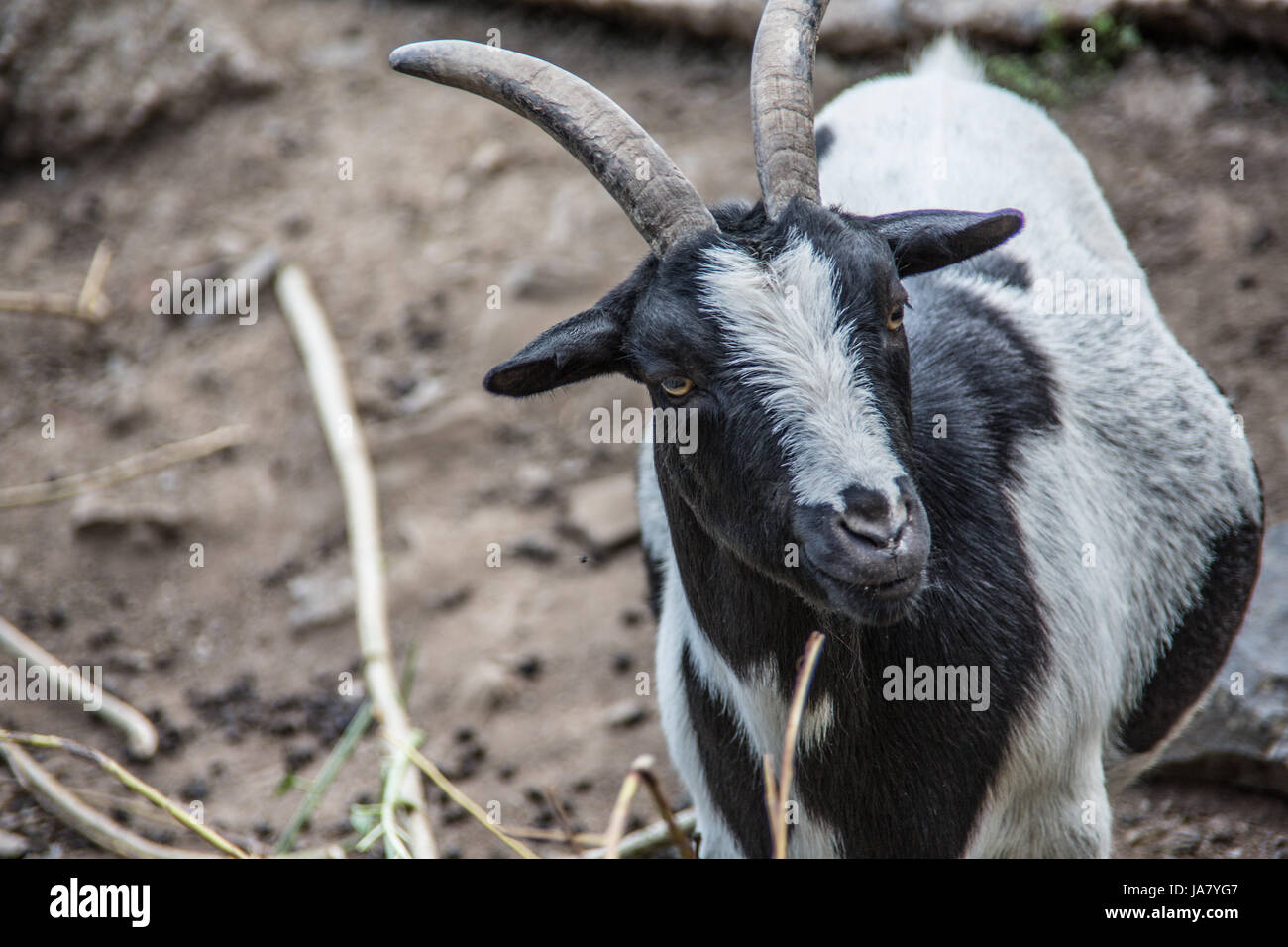 goat, pets, mammals, hoofed animals, vertebrate, herbivore, bovidae ...