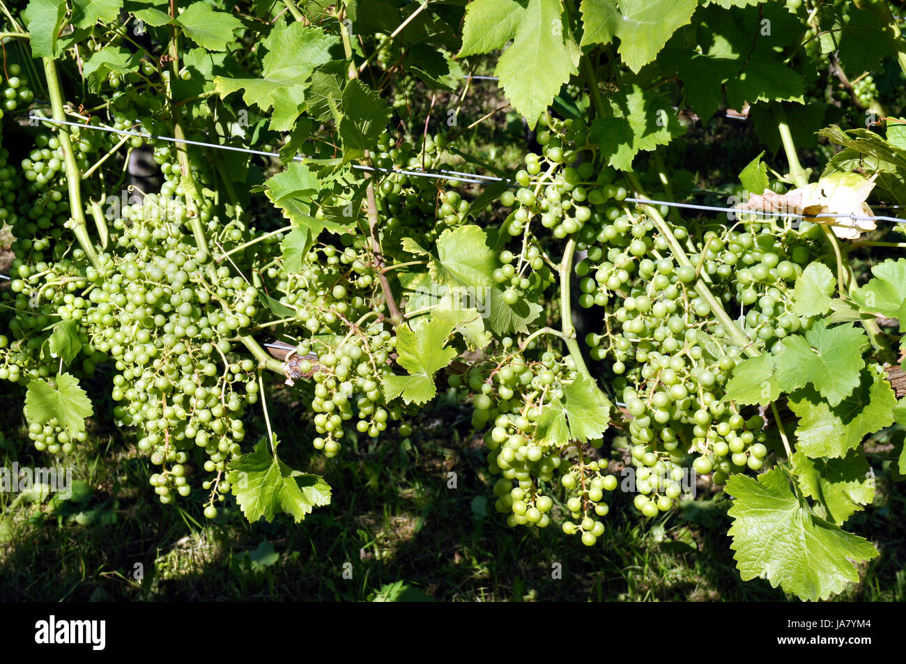 grapes on a trellis Stock Photo - Alamy