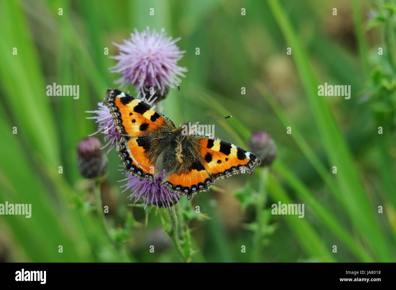 animal, insect, butterfly, moth, plant, animal, insects, green, fauna ...