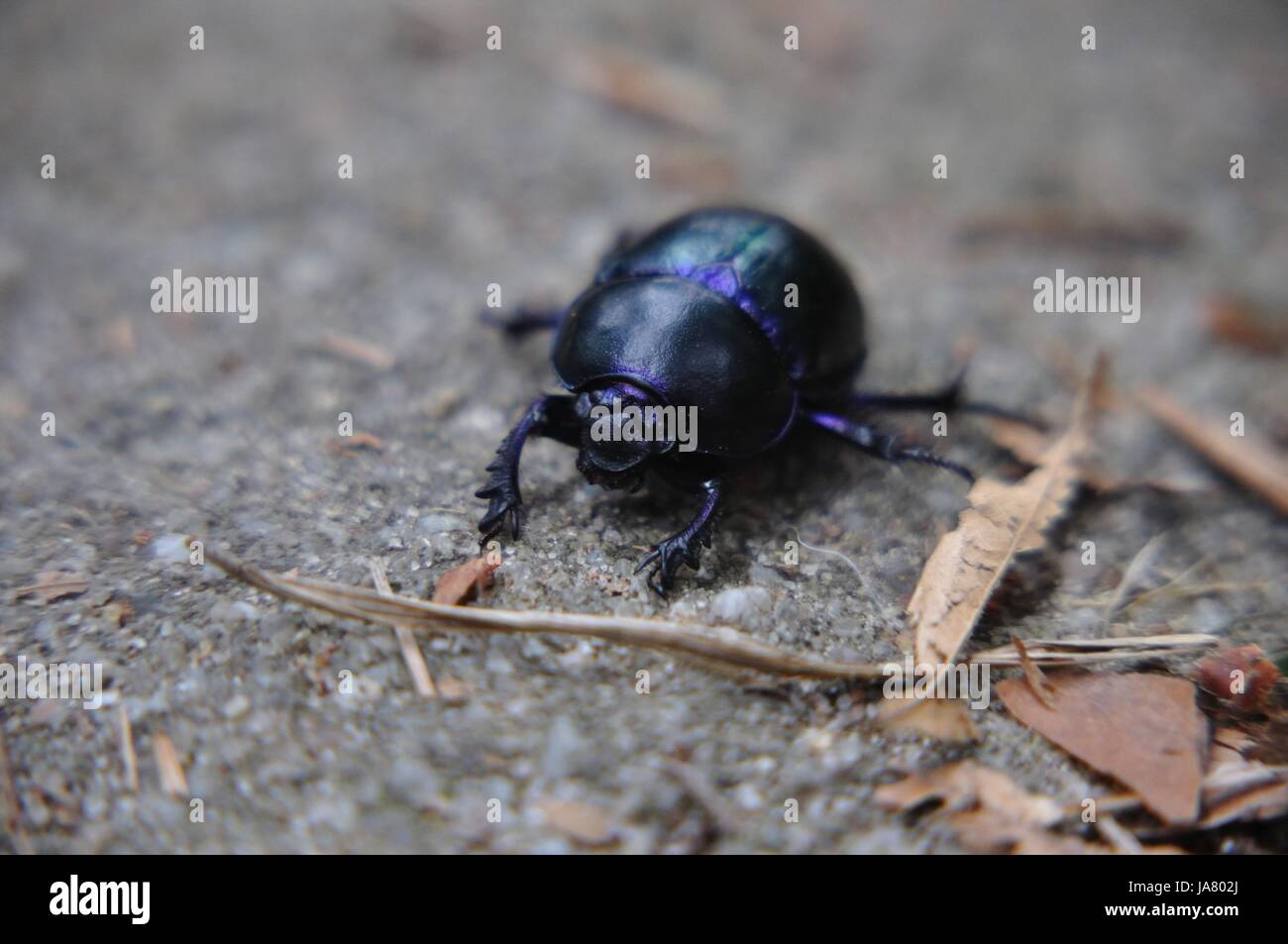 insect, beetle, dung beetle, environment, enviroment, animal, scrabble ...