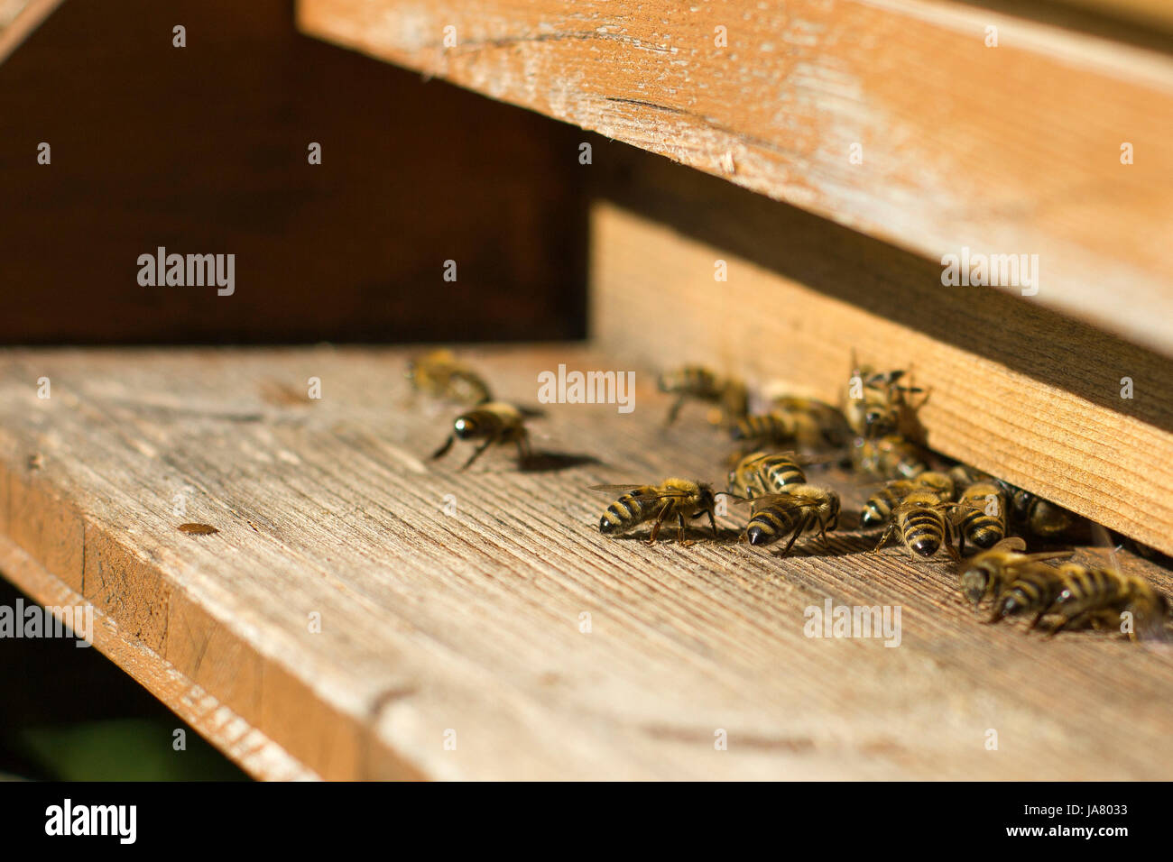 entrance, bees, beehive, honeybee, apiarist, beekeeper, house, building ...