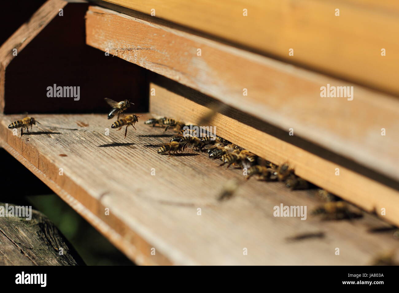bees, honeybee, apiarist, beekeeper, house, building, shine, shines ...