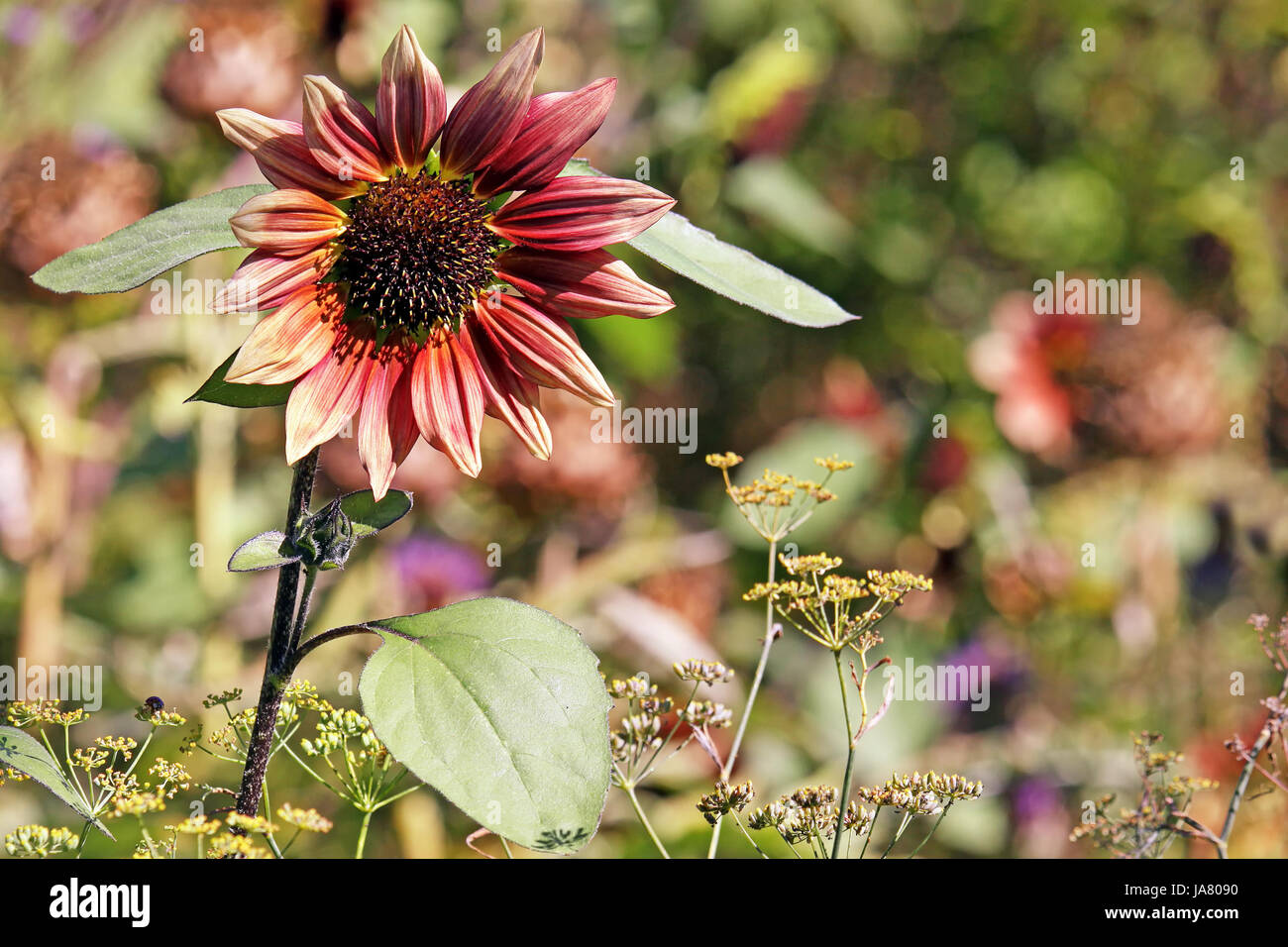 sunflower helianthus annuus ruby eclipse Stock Photo - Alamy