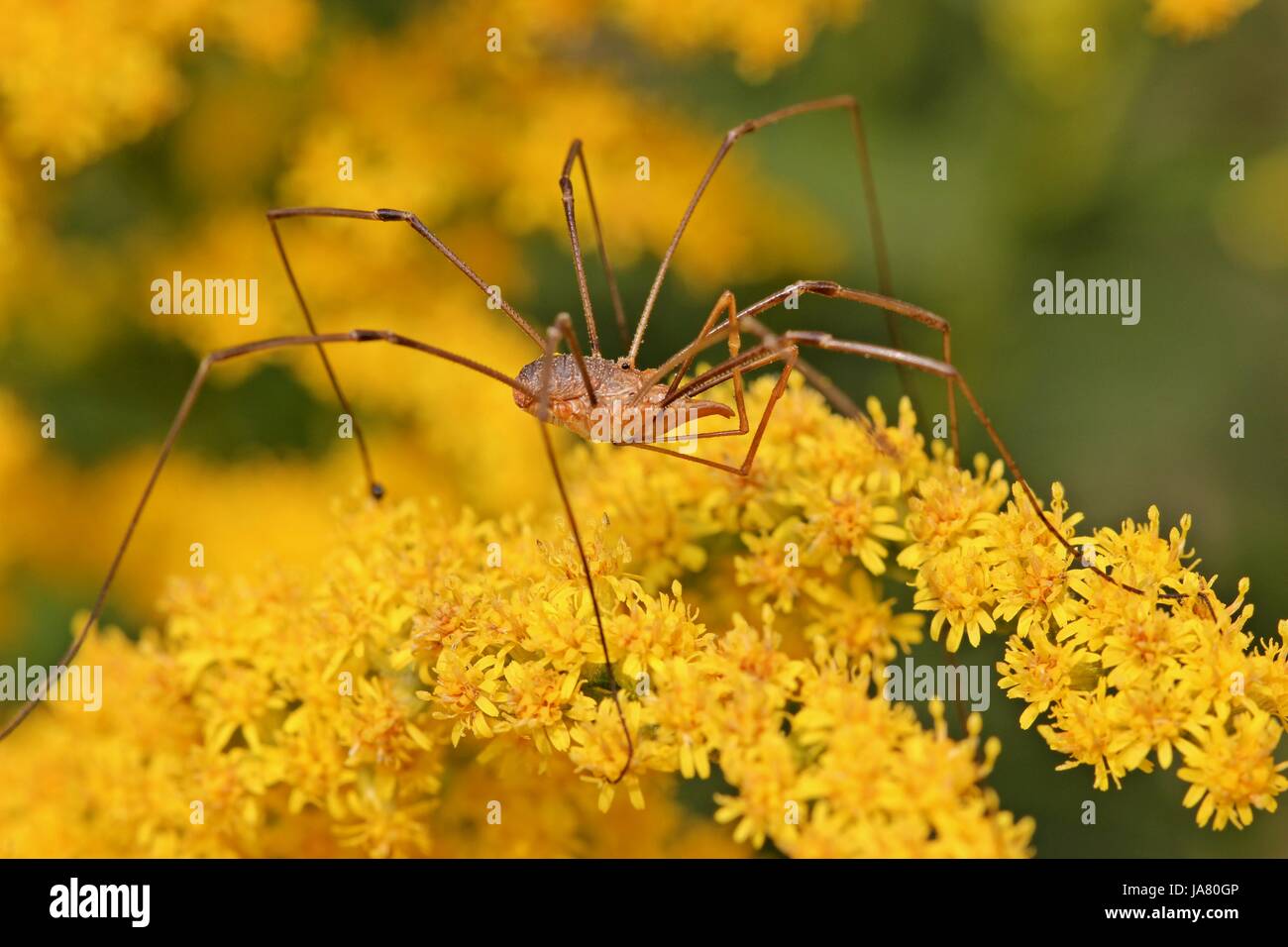 bloom, blossom, flourish, flourishing, male, masculine, harvestman ...