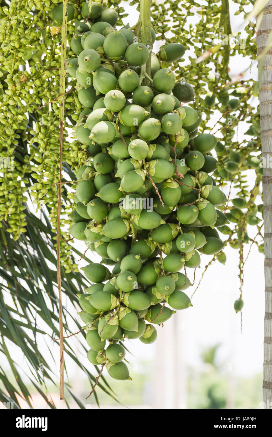 Betelnut tree hi-res stock photography and images - Alamy