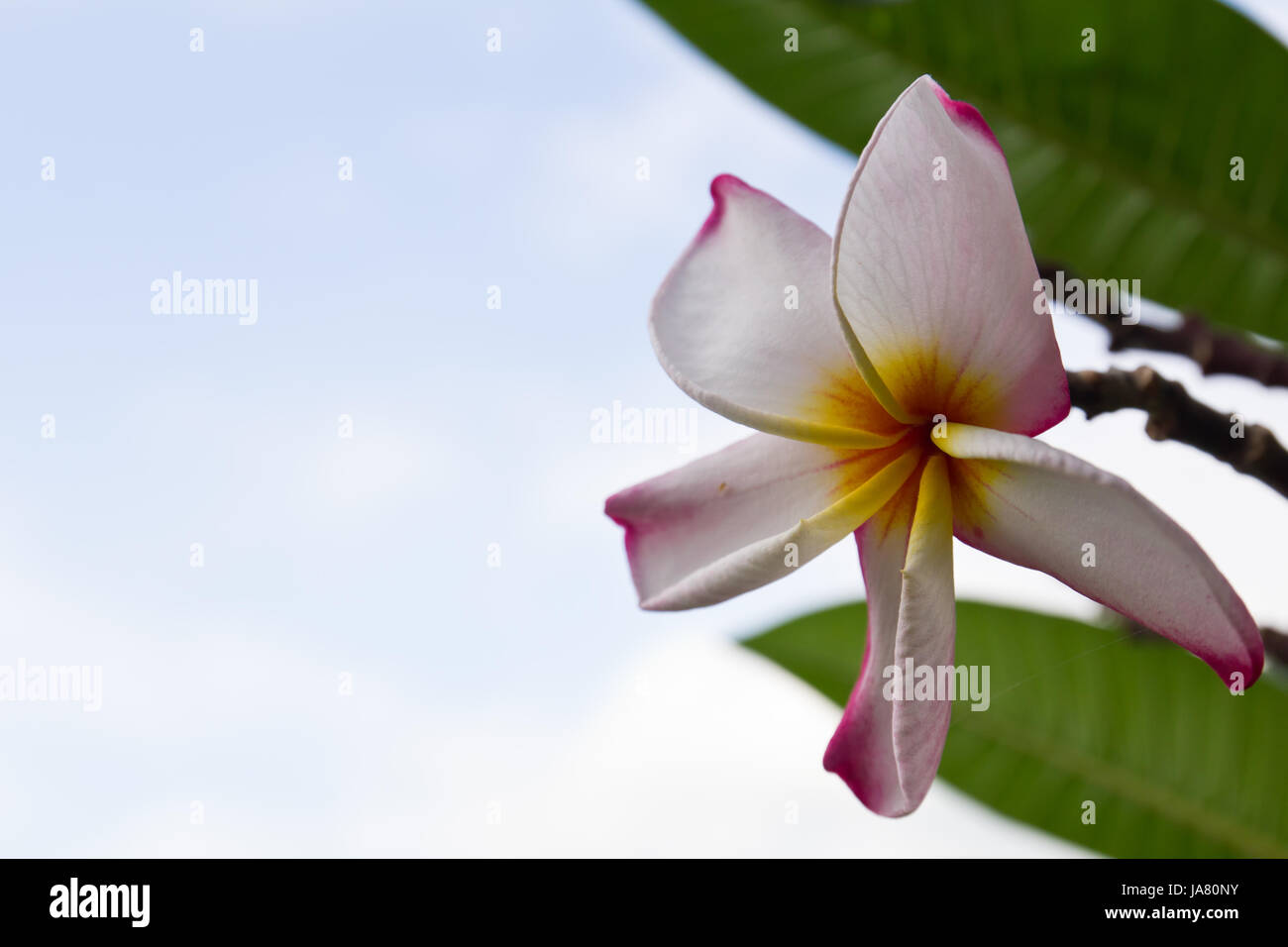 beautiful, beauteously, nice, leaf, relaxation, garden, flower, plant ...