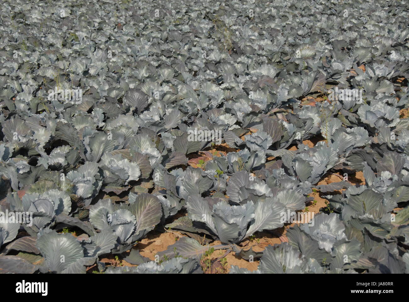 cabbage on the field Stock Photo - Alamy