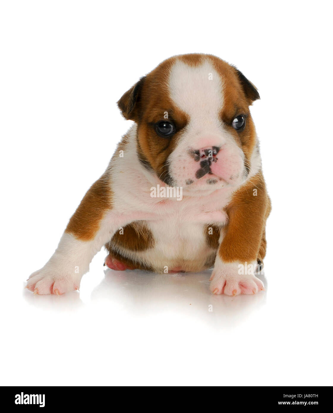 How To Take Care Of English Bulldog Newborn Puppies