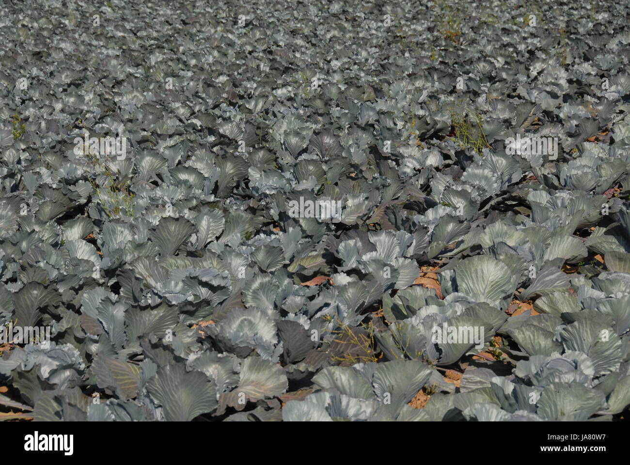 cabbage on the field Stock Photo - Alamy