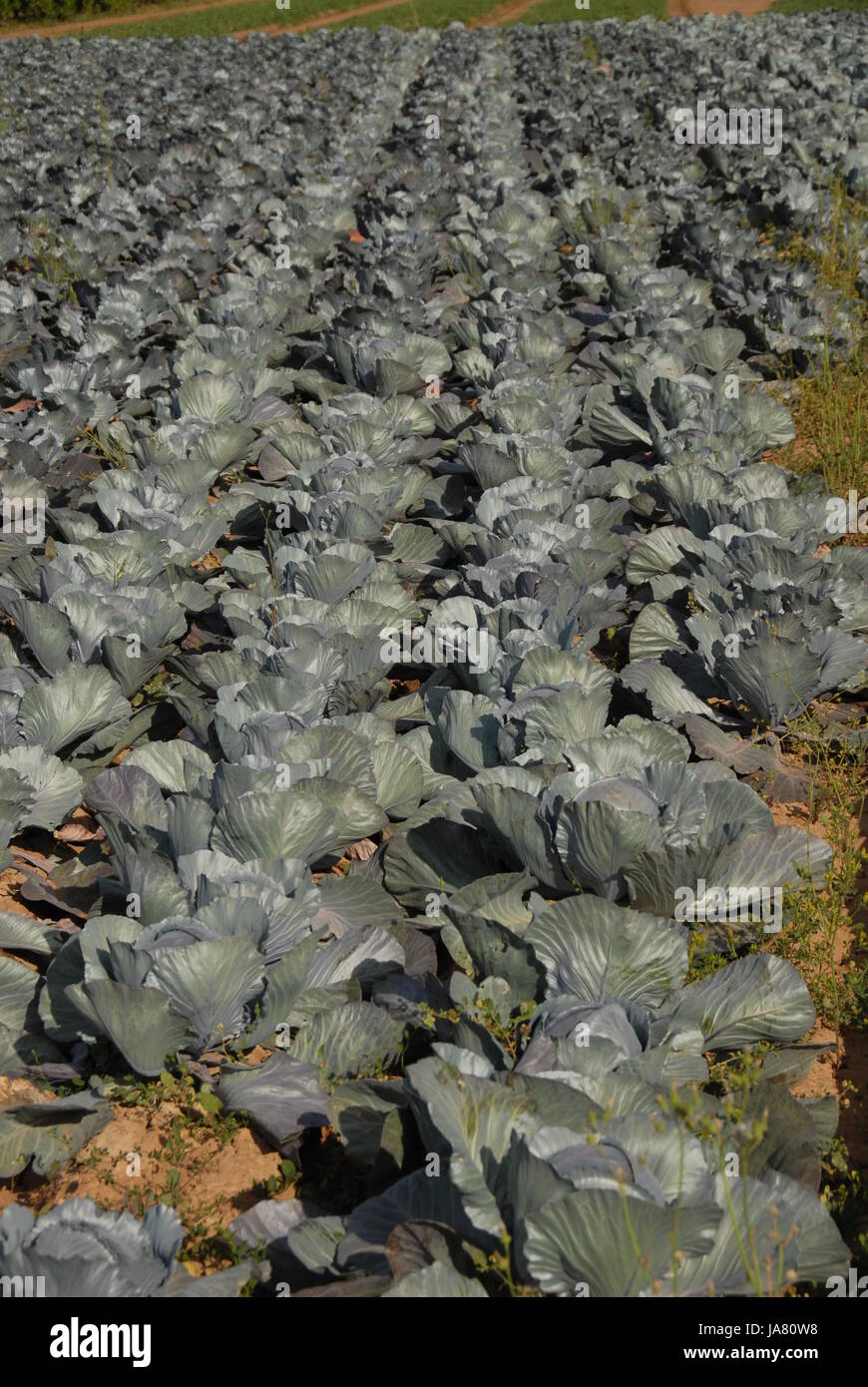field, red cabbage, plantation, planting, field, sauerkraut, cabbage ...