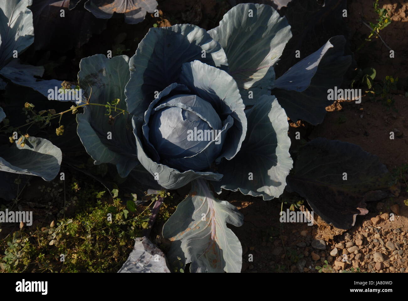 field, red cabbage, plantation, planting, field, sauerkraut, cabbage ...