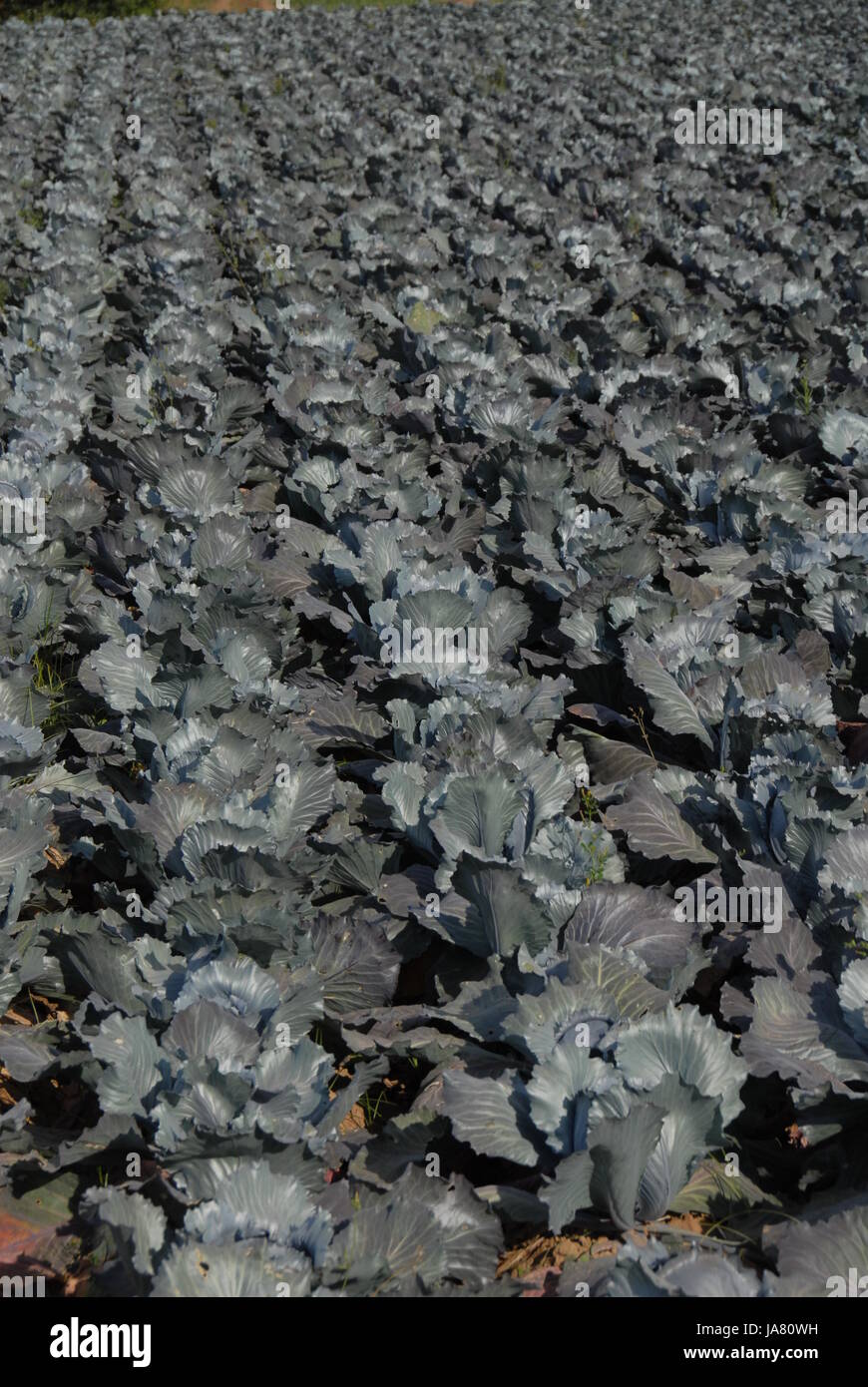field, red cabbage, plantation, planting, field, sauerkraut, cabbage ...