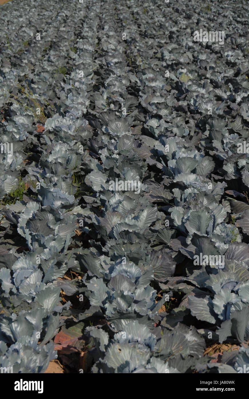 field, red cabbage, plantation, planting, field, sauerkraut, cabbage ...
