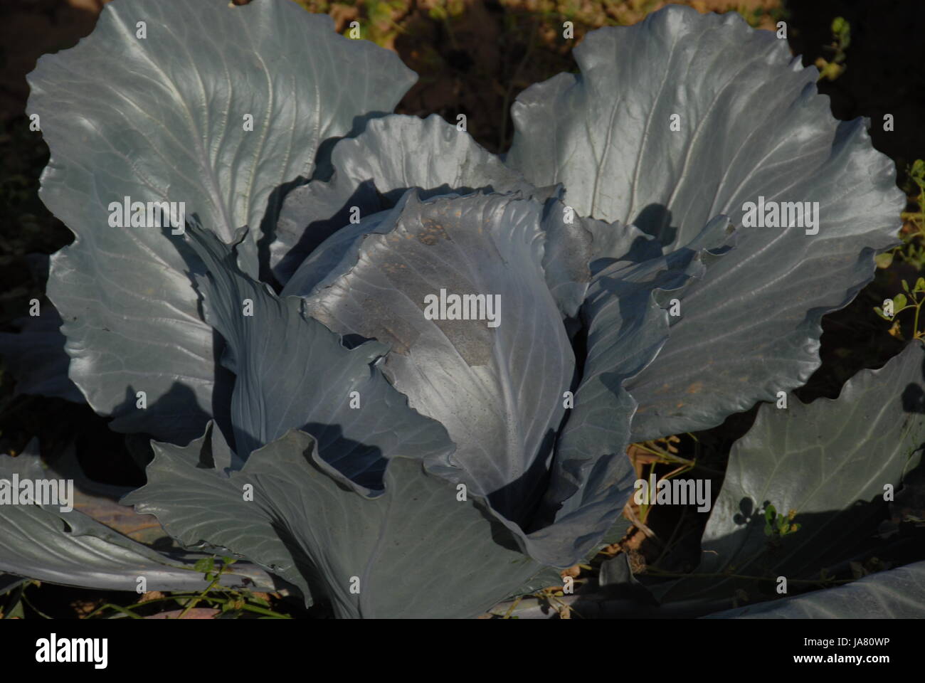 field, red cabbage, plantation, planting, field, sauerkraut, cabbage ...