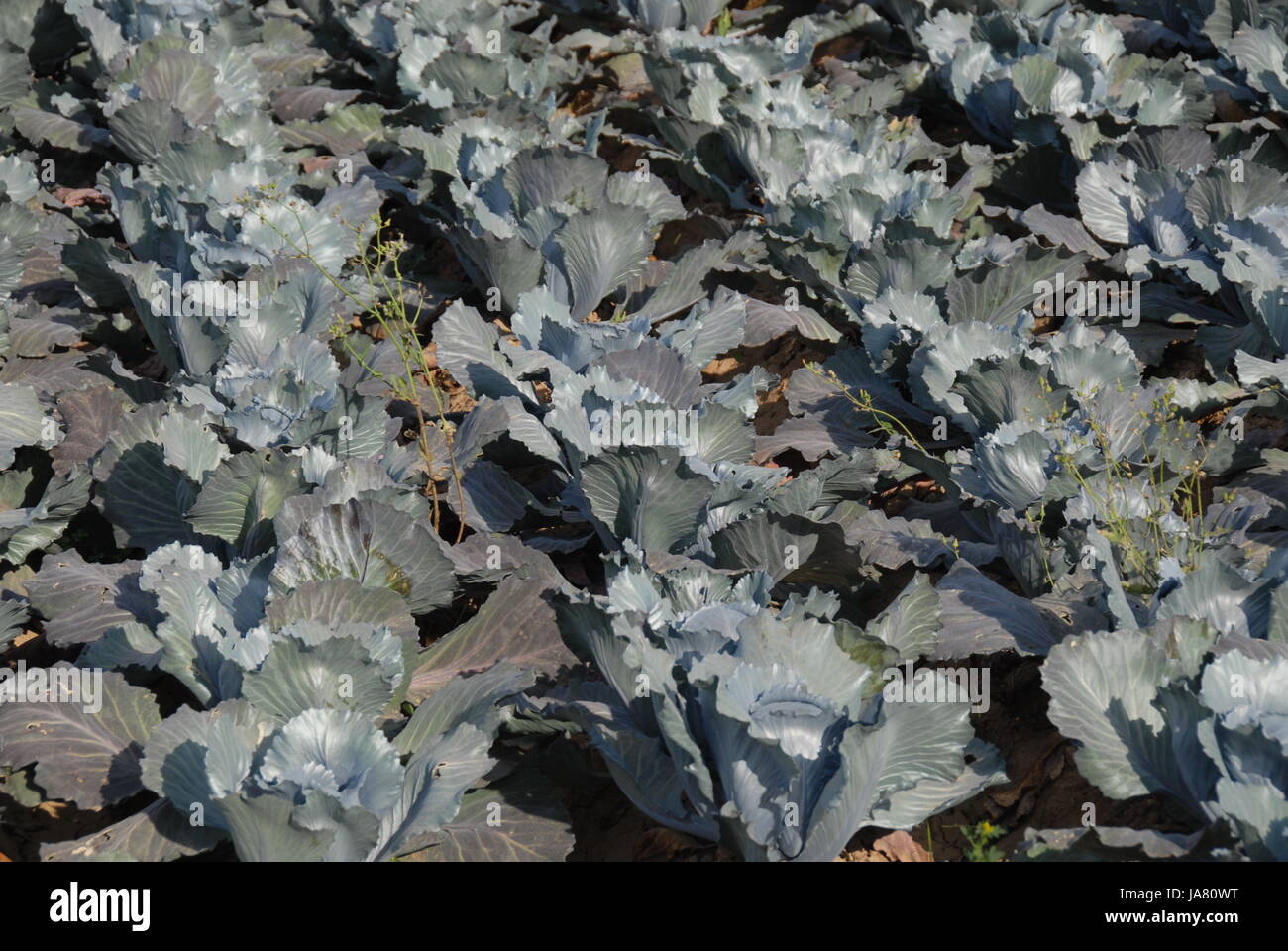 field, red cabbage, plantation, planting, field, sauerkraut, cabbage ...