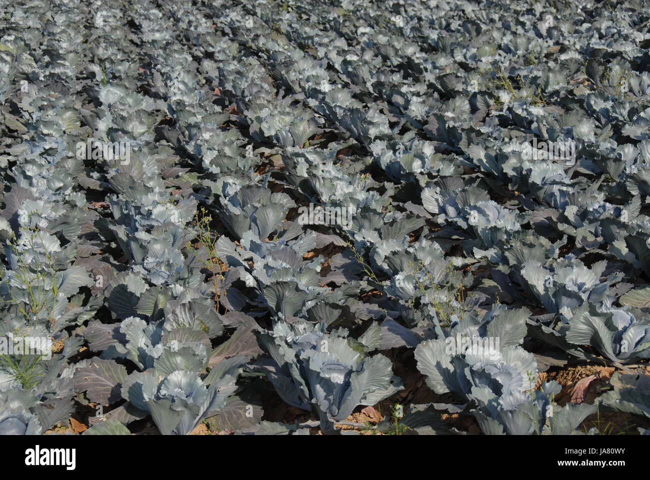 field, red cabbage, plantation, planting, field, sauerkraut, cabbage ...