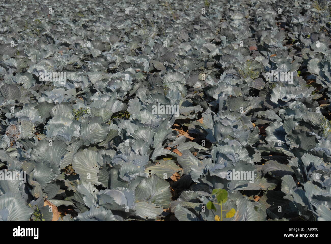 cabbage on the field Stock Photo - Alamy
