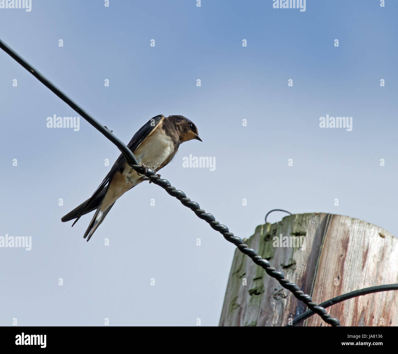 bird, migration, immigration, bird, wild, africa, goal, passage, gate ...