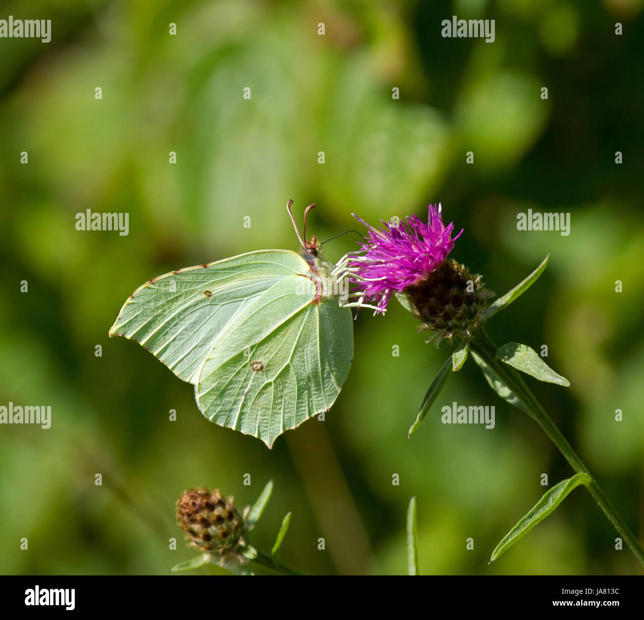 insect, butterfly, summer, summerly, sulphur, brimstone, yellow, macro ...
