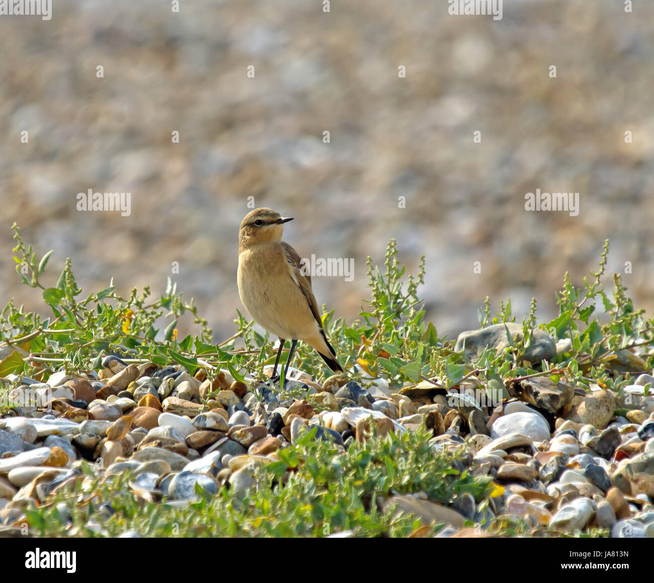 bird, migration, immigration, female, bird, africa, goal, passage, gate ...