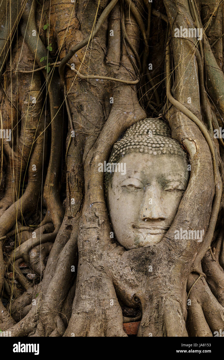 religious, temple, monument, culture, tree, statue, trunk, buddha, wall ...