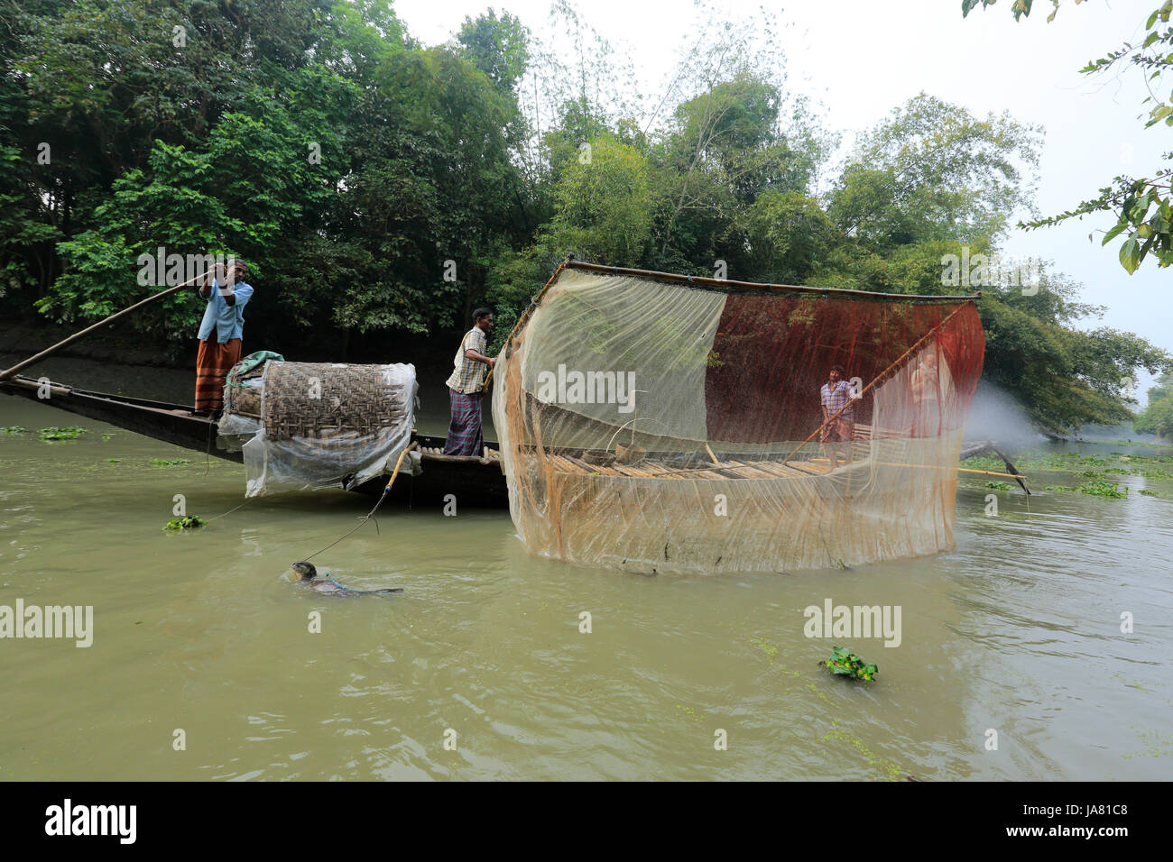 Traditional otter fishing using trained otters, in the Chitra River in ...