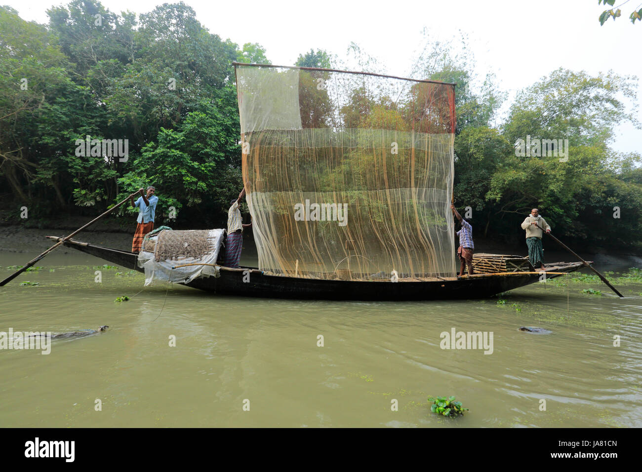 Traditional otter fishing using trained otters, in the Chitra River in ...