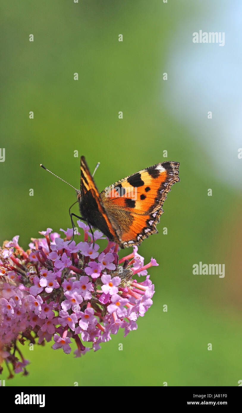 Fox butterfly hi-res stock photography and images - Alamy