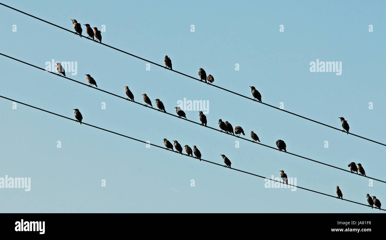 bird, birds, migrant, birds of passage, cable, current conduction, collect Stock Photo - Alamy