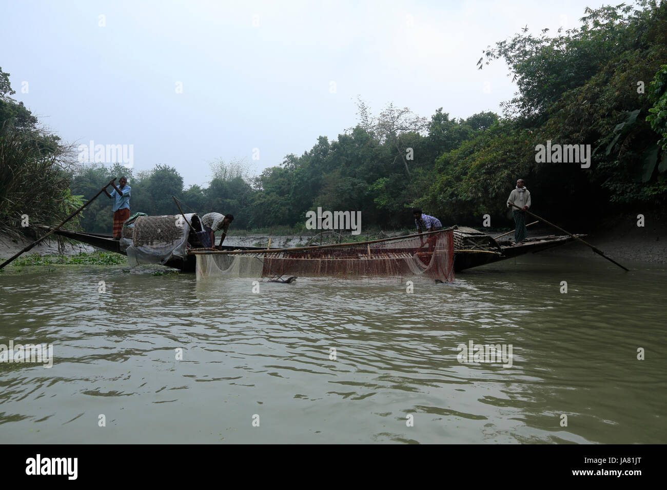 Traditional otter fishing using trained otters, in the Chitra River in ...