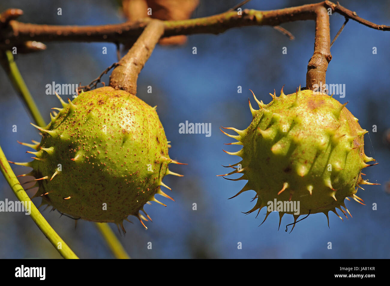 fruit, chestnuts, capsule, capsules, chestnut, blue, leaf, tree, brown ...