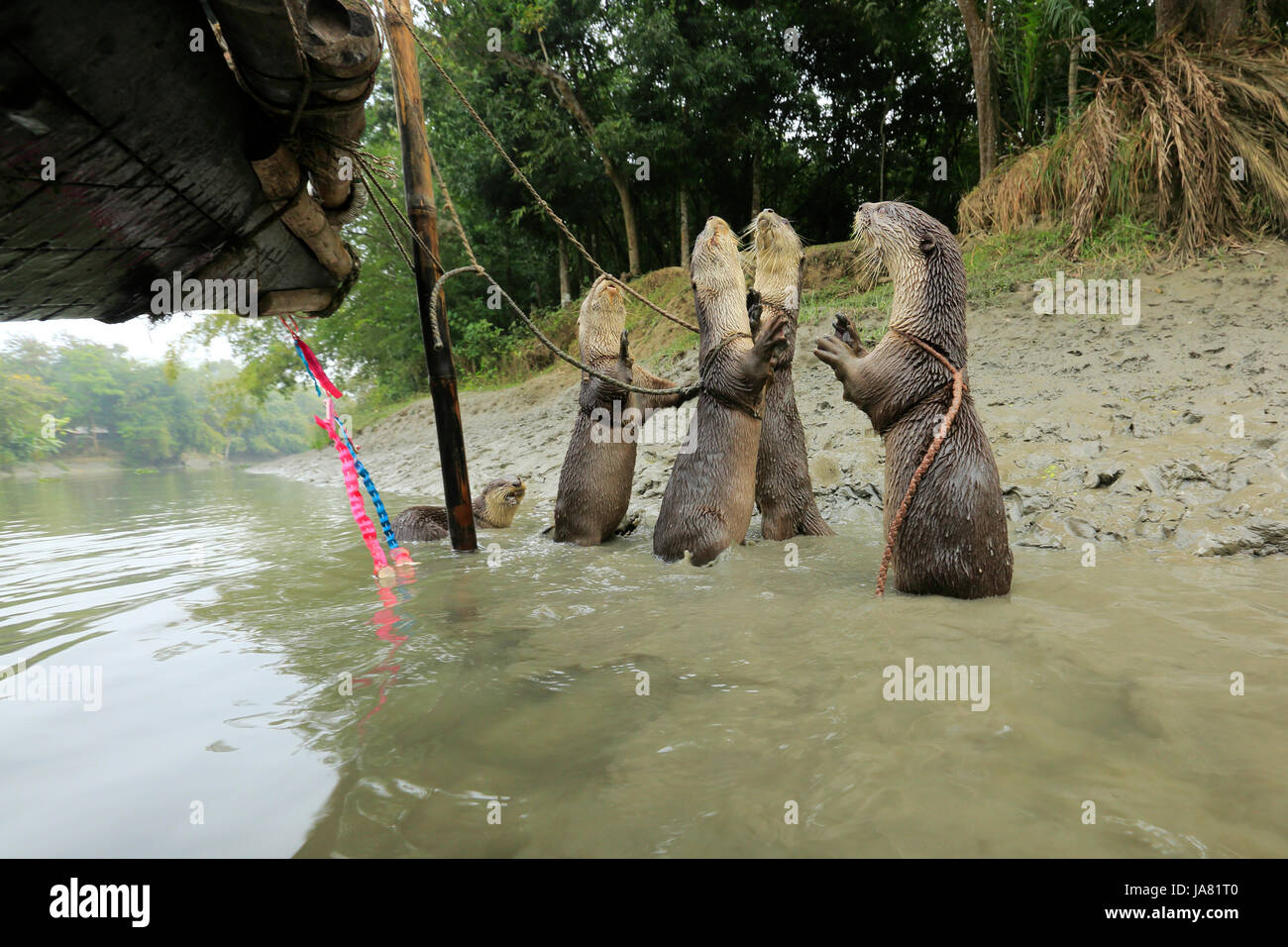 Trained otter using in the traditional otter fishing at Chitra River in ...