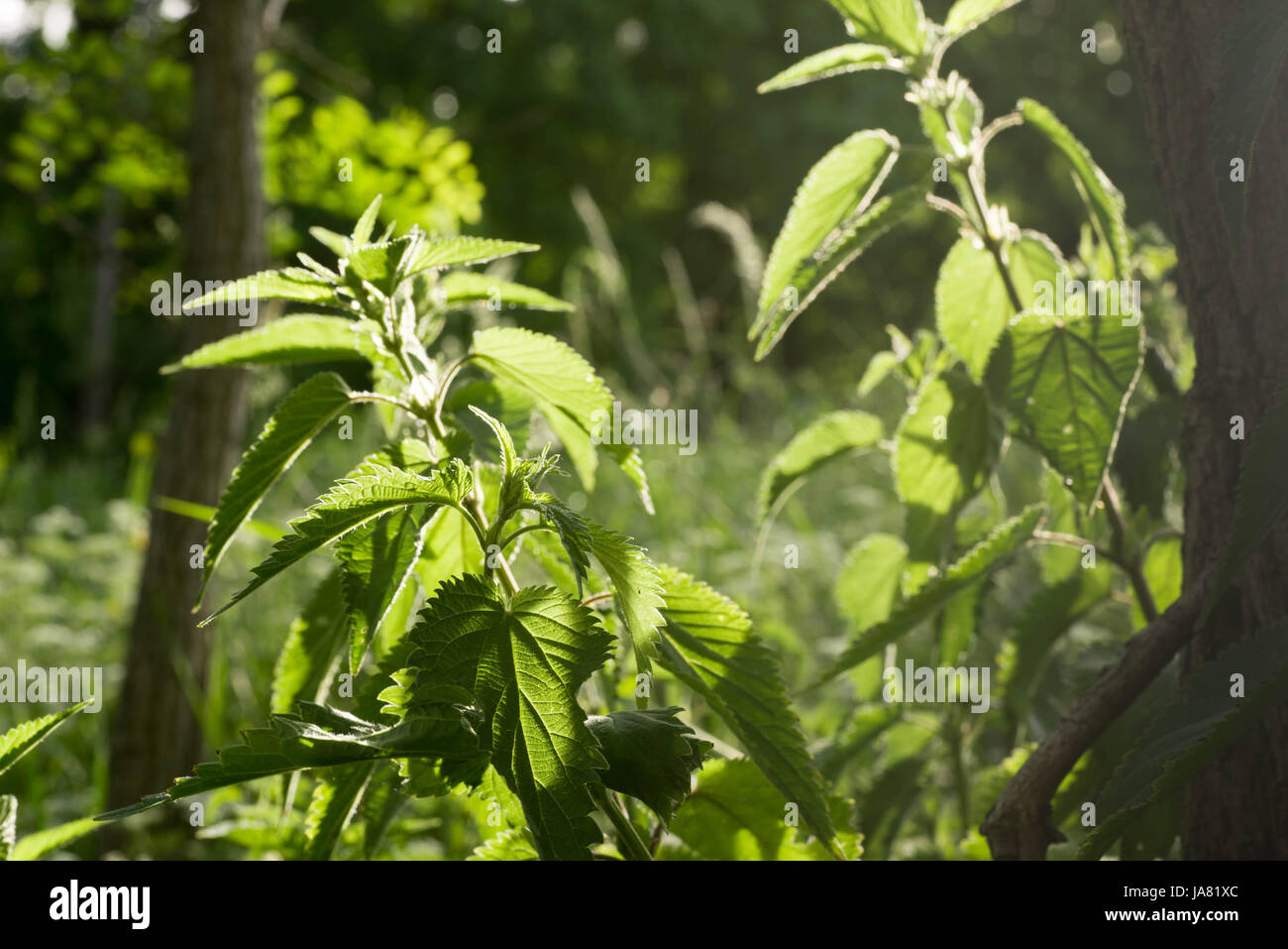 Baxk hi-res stock photography and images - Alamy