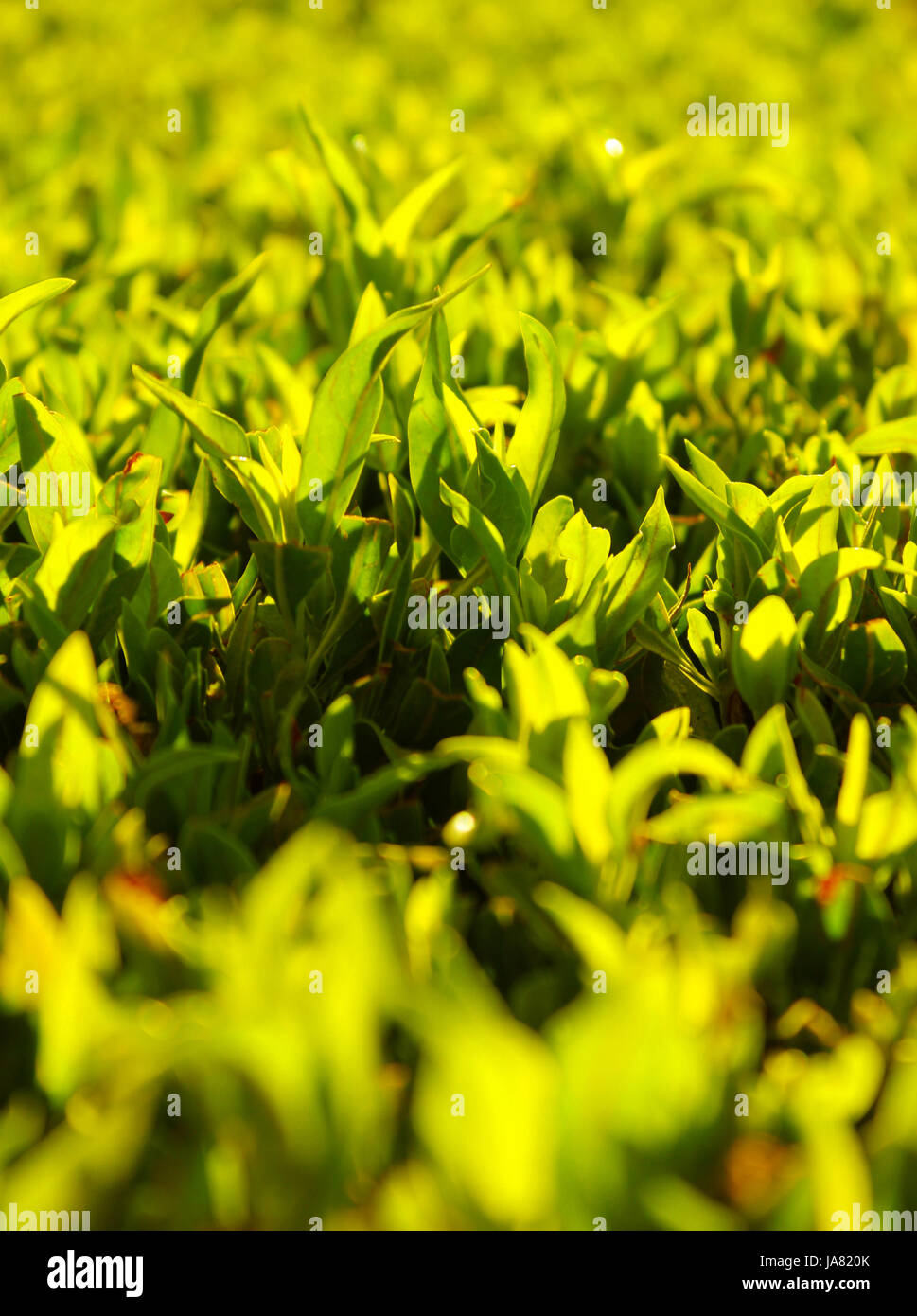 close, environment, enviroment, model, design, project, concept, plan ...