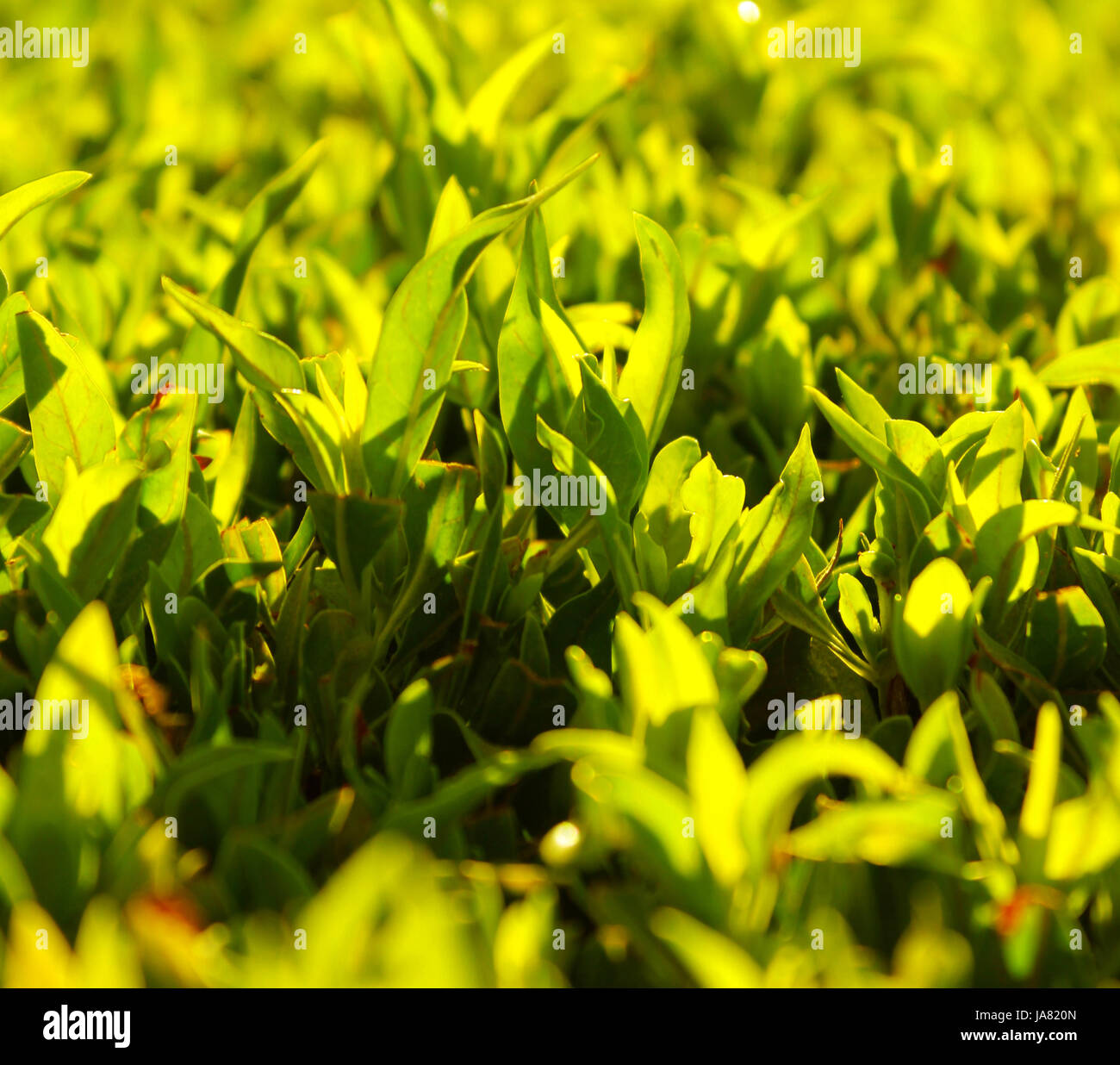 close, environment, enviroment, model, design, project, concept, plan ...