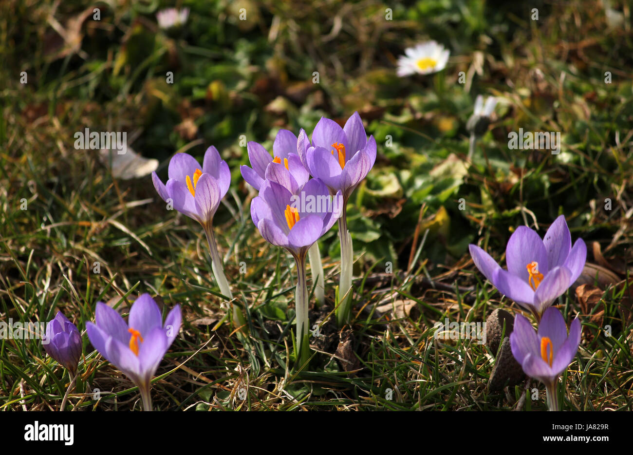 crocus, crocuses, spring, spring flower, blue, leaf, plant, flower ...